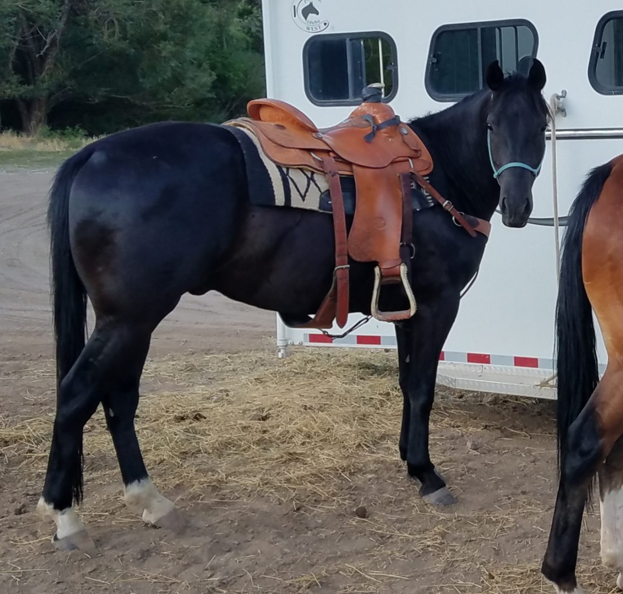 For Sale | Granite Performance Horses | Granite Performance Horses